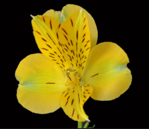 About Us | Dallas, Georgia | The Farm Bridge GA